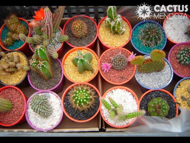 Cuidados de un cactus – Cactus Mendoza